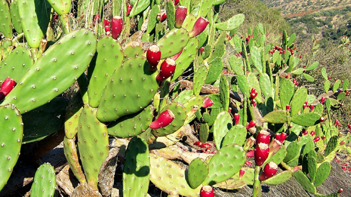 A redescoberta da Piteira – Nutriboty Luanda