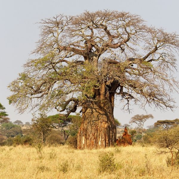 Imbondeiro – Nutriboty Luanda