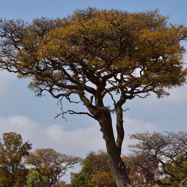 Marula – Nutriboty Angola